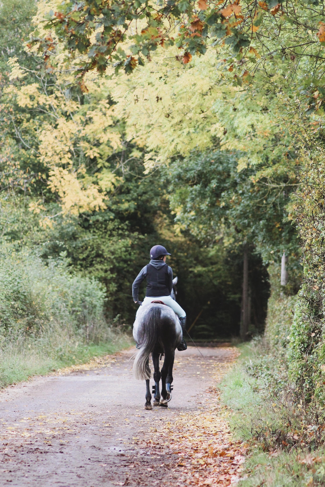 Facilities – Wodehouse Stud & Equestrian centre