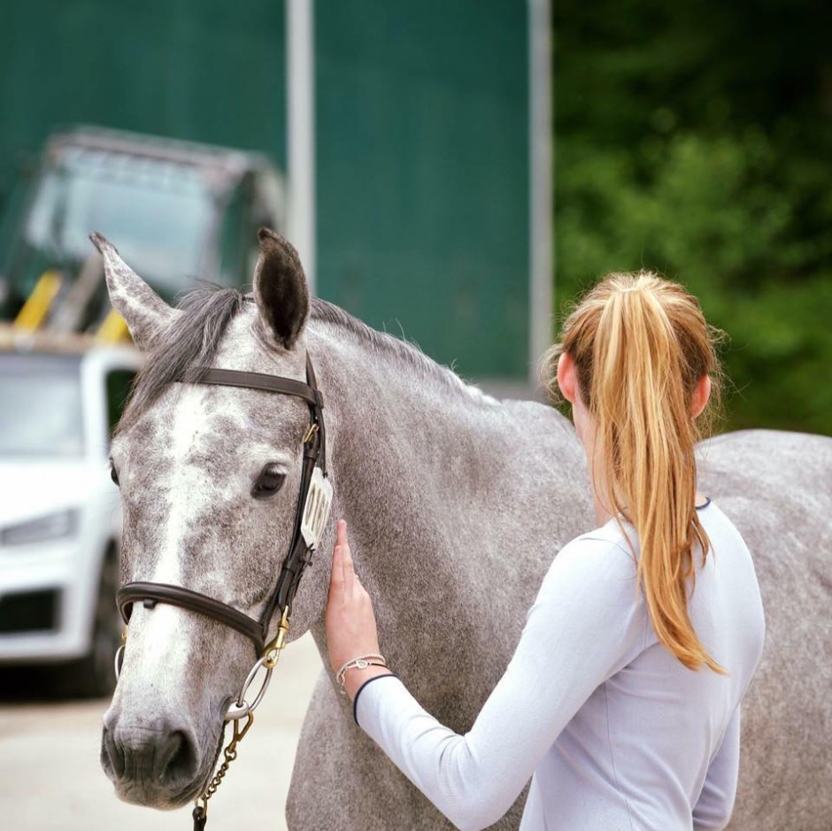Billy Colman sold to Norway – Wodehouse Stud & Equestrian centre