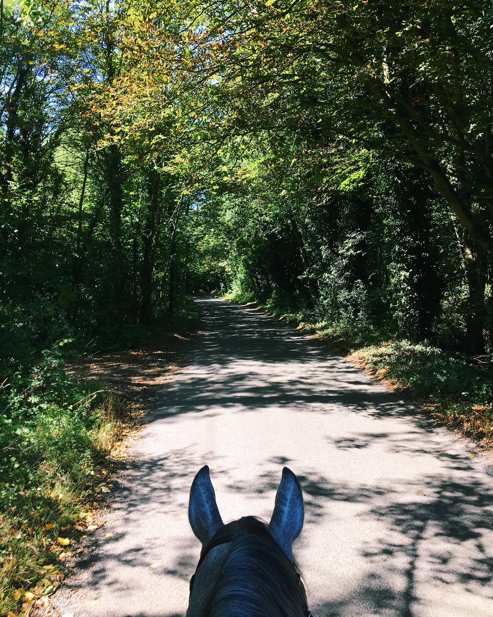 Hacking – Wodehouse Stud and Equestrian Centre